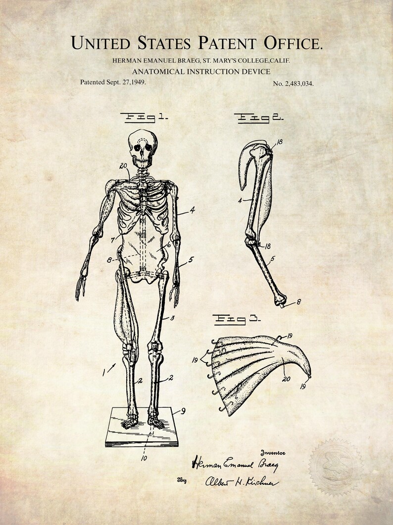 Skeleton Anatomy Print 1949 Anatomical Instruction Patent Perfect for ...