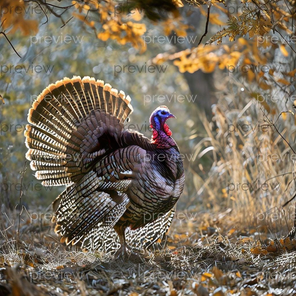 Vibrant Wild Turkey Displaying Stunning Plumage in a Serene Autumn ...
