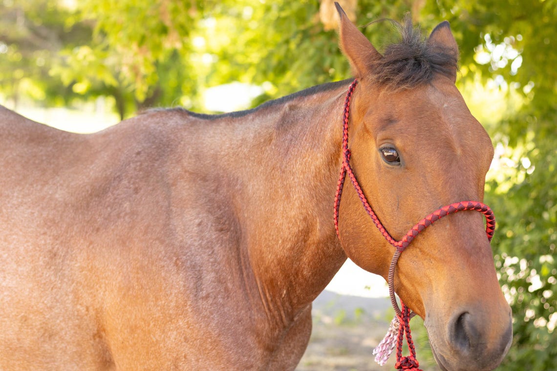 Lariat Rope Noseband Halter - Etsy