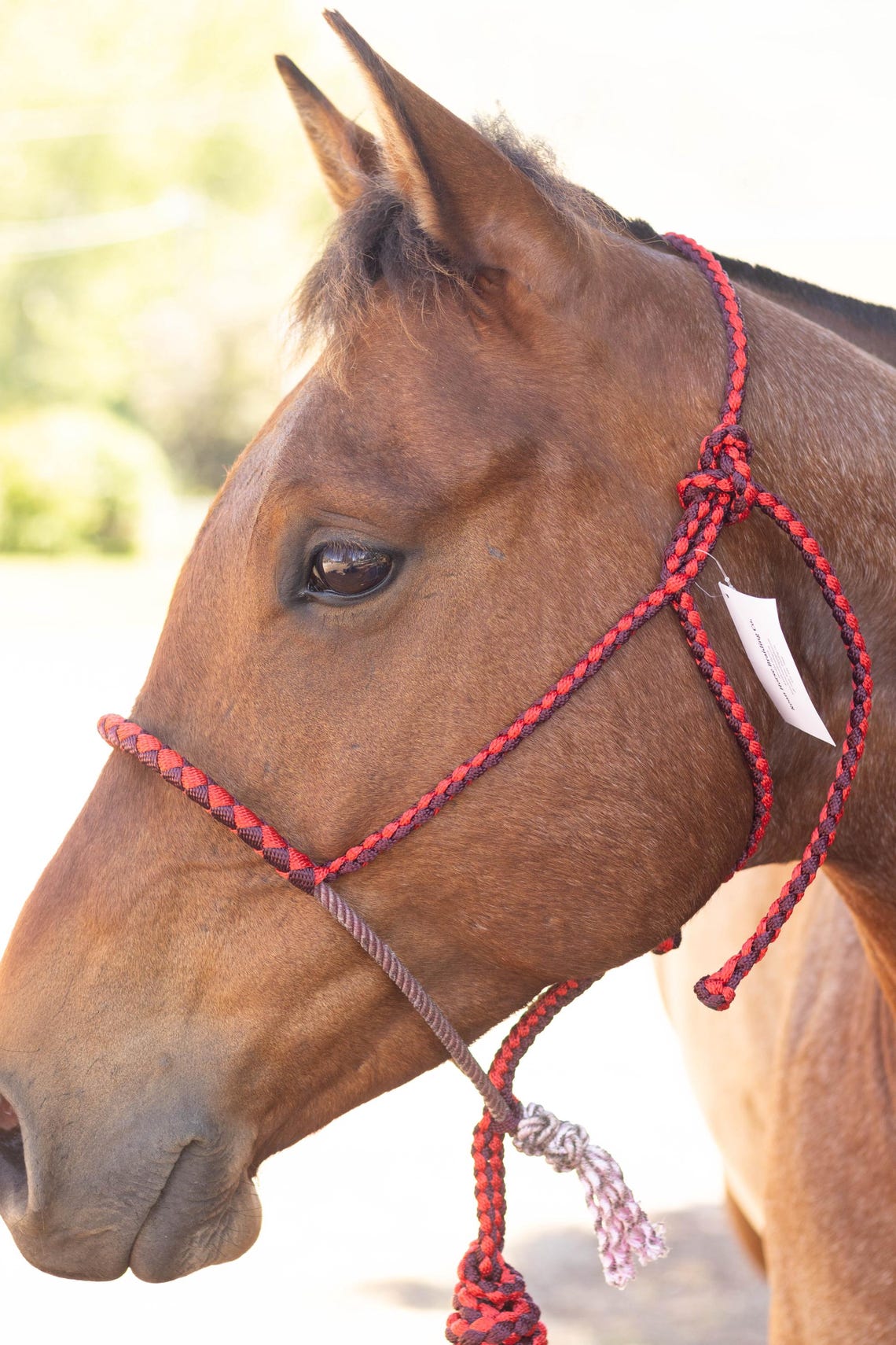Lariat Rope Noseband Halter - Etsy