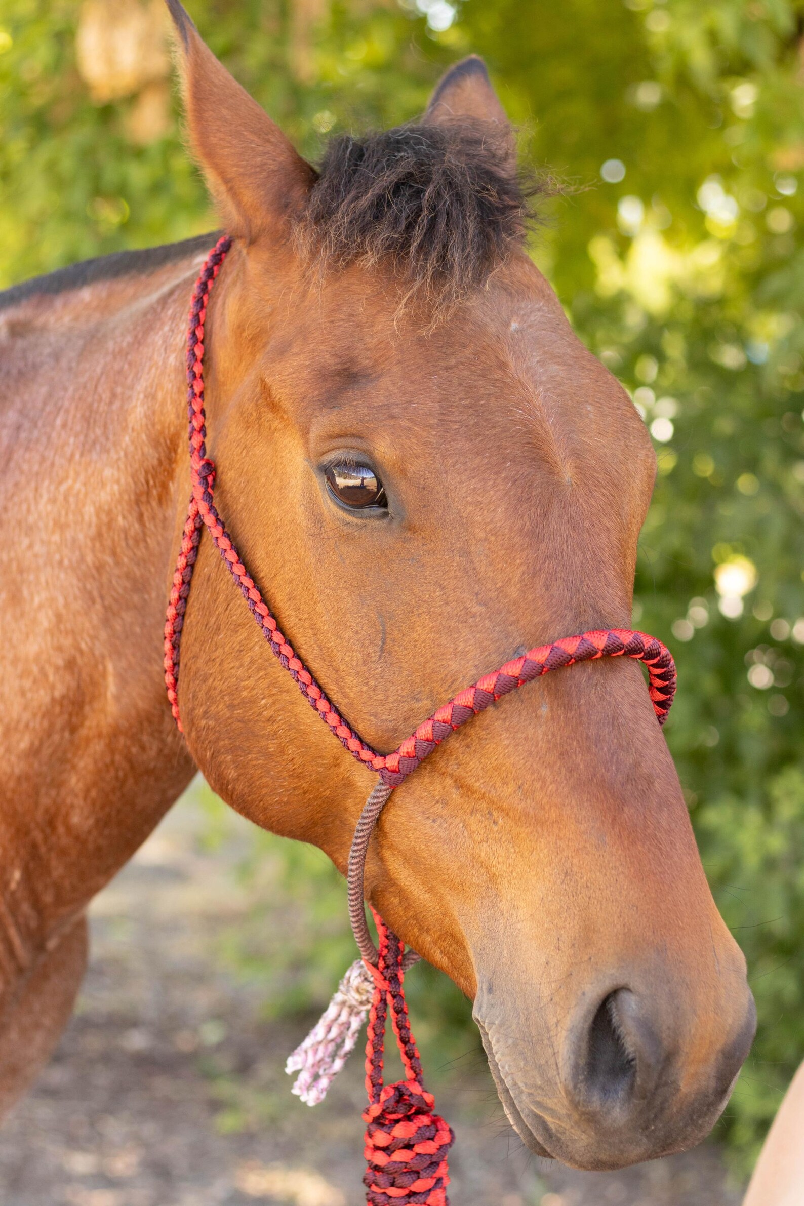 Lariat Rope Noseband Halter - Etsy