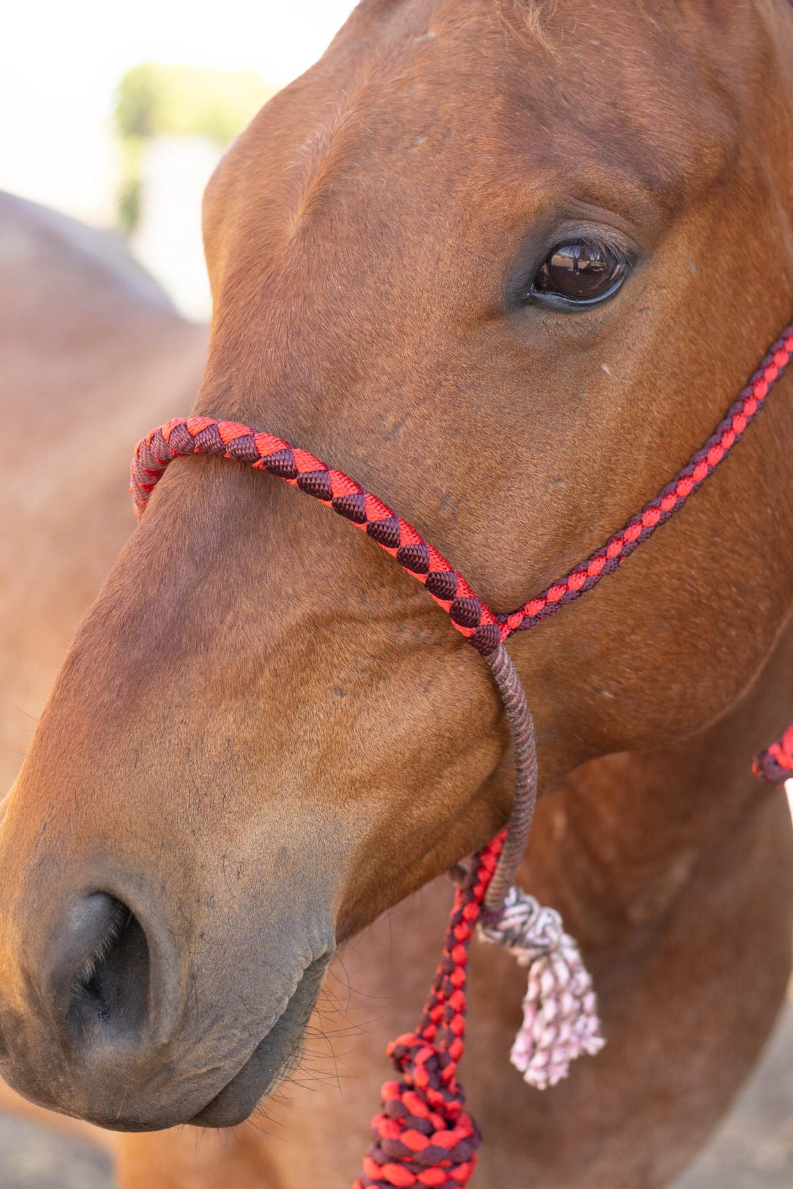 Lariat Rope Noseband Halter - Etsy