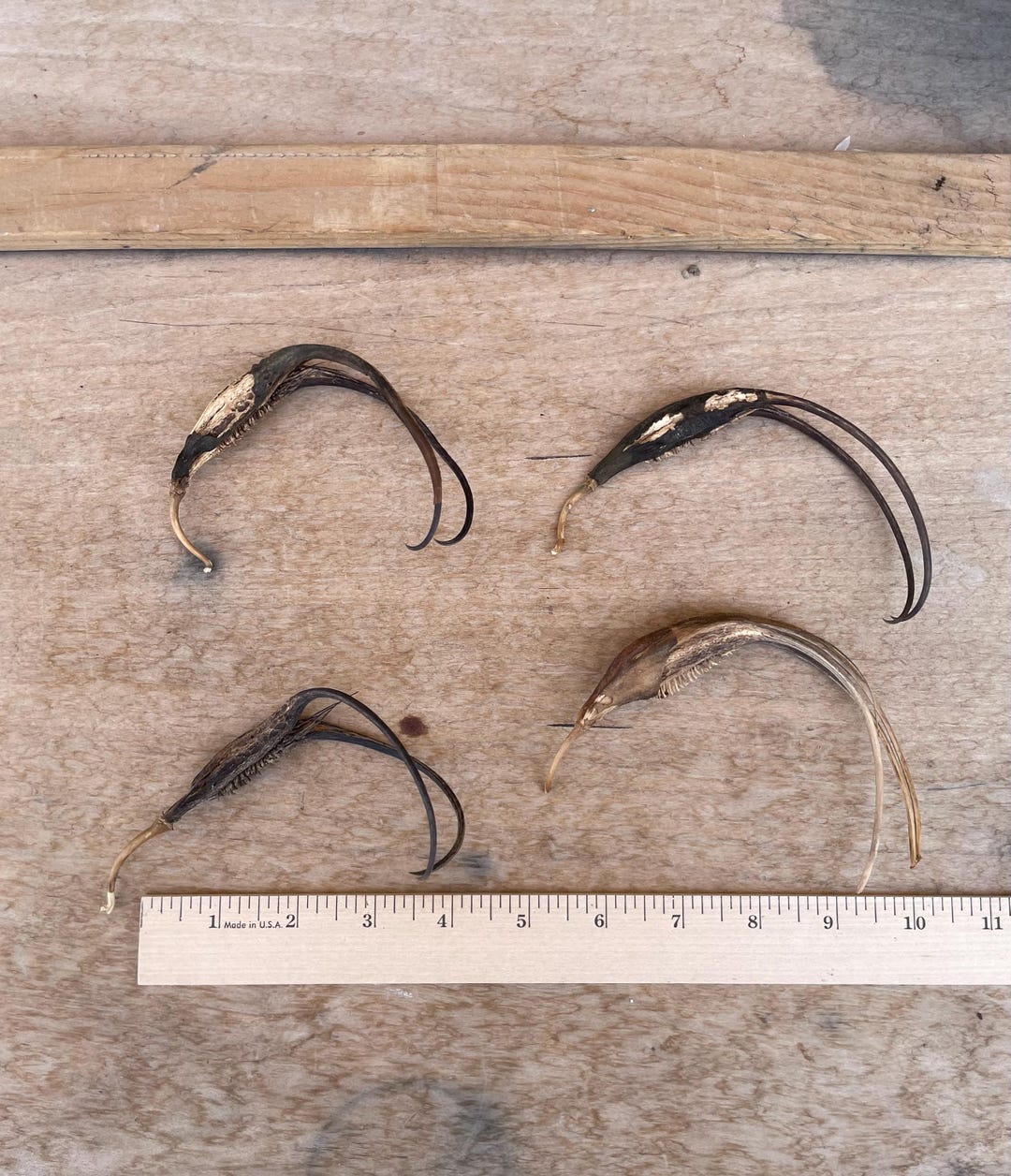 6 Small Devils Claw Pods Wild Organic AZ Devils Claw Basket Weaving ...
