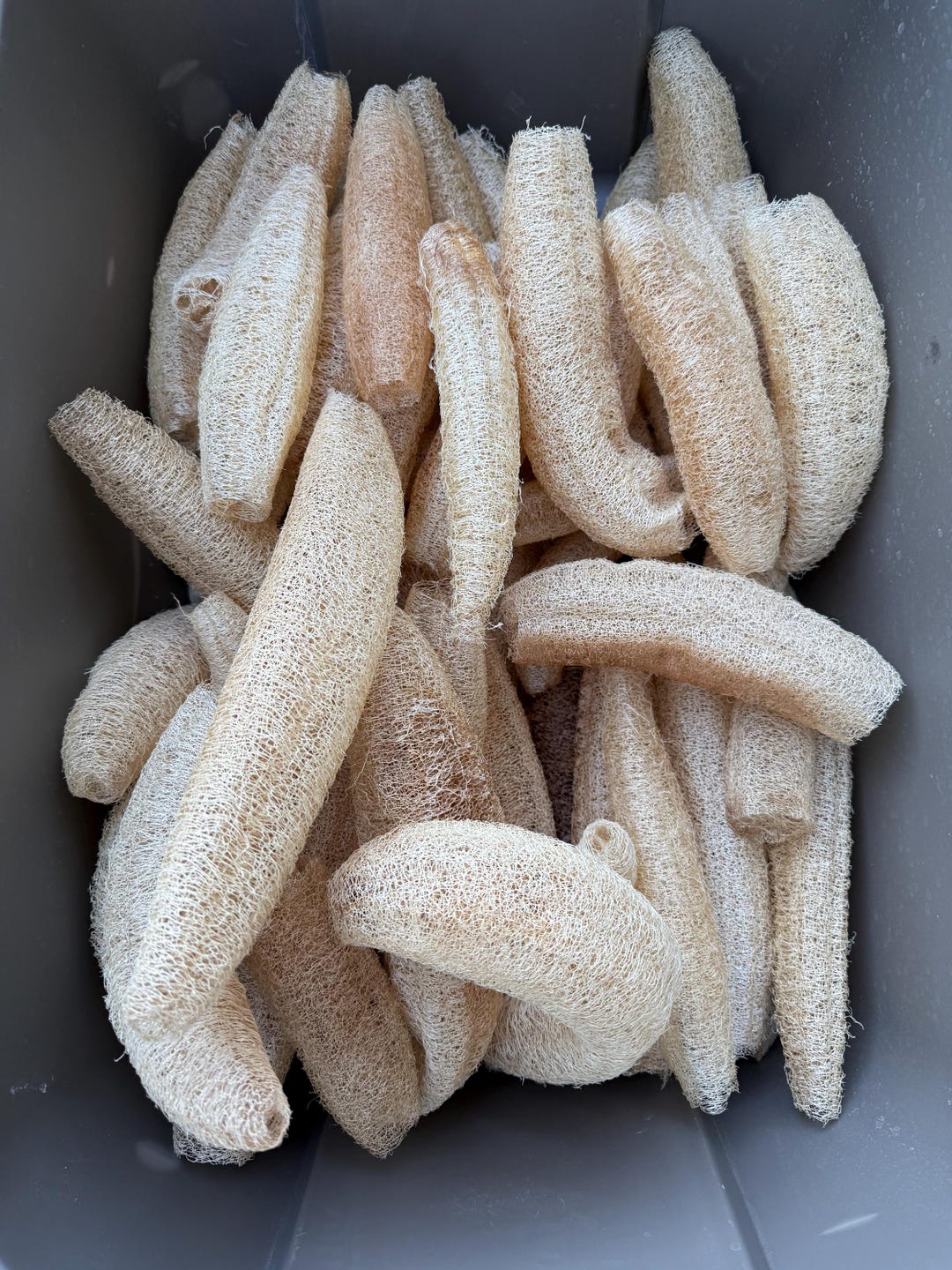 Loofah | Loofah Sponge | Loofa | Luffa | Natural Sponge | Shower Loofah ...