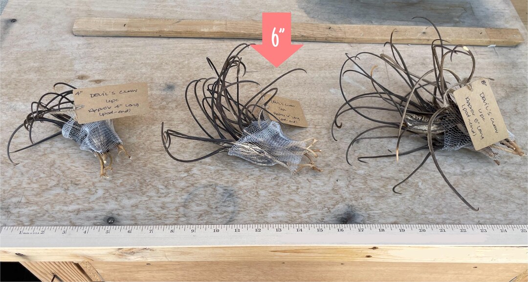 6 Medium Devil’s Claw Pods | Wild | Organic | AZ Devil’s Claw | Basket ...