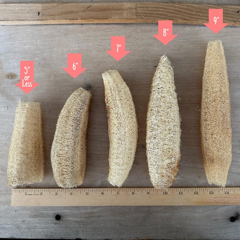 Loofah | Loofah Sponge | Loofa | Luffa | Natural Sponge | Shower Loofah ...