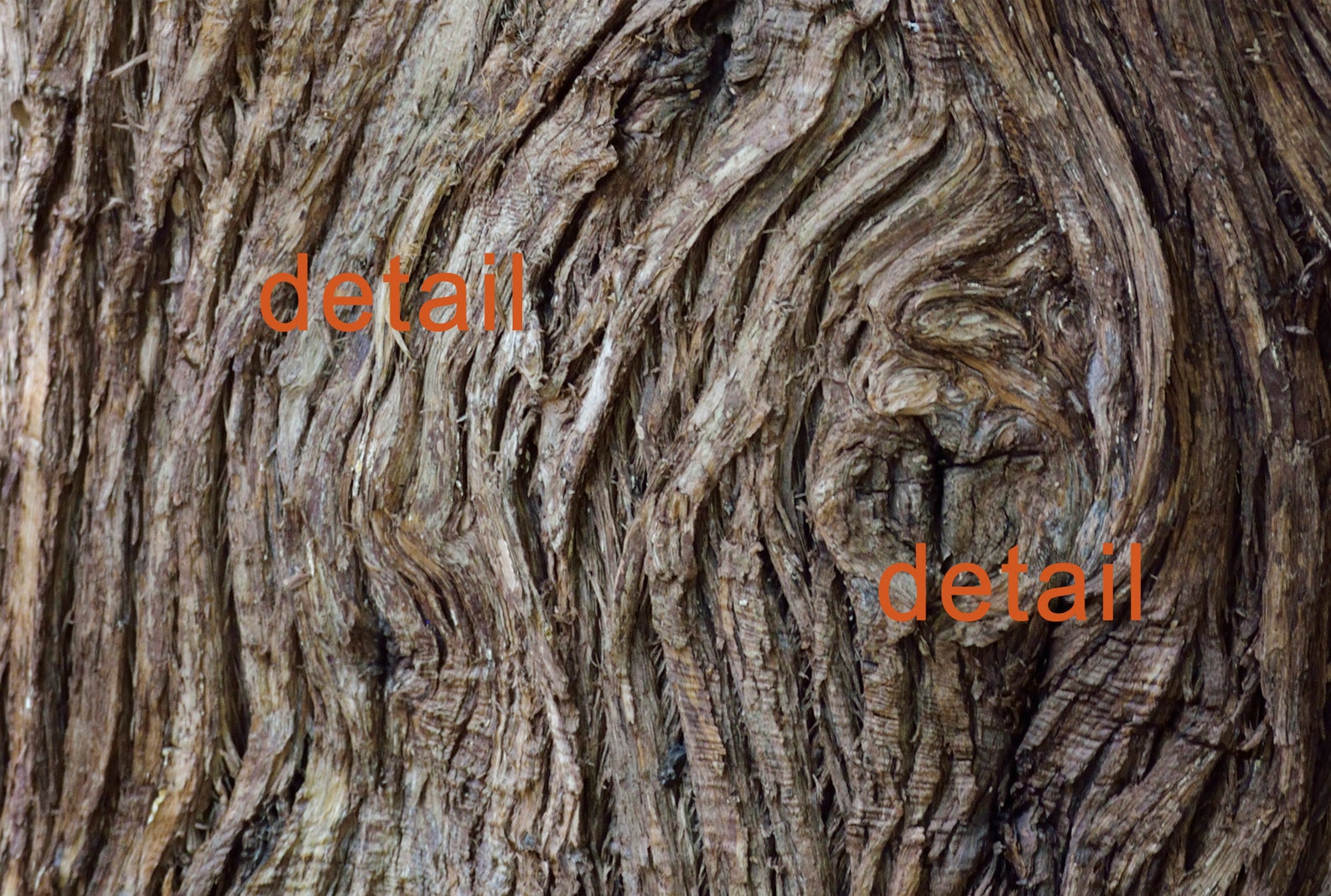 Gnarly Tree Bark Photo Download Knots Texture Digital Image | Etsy