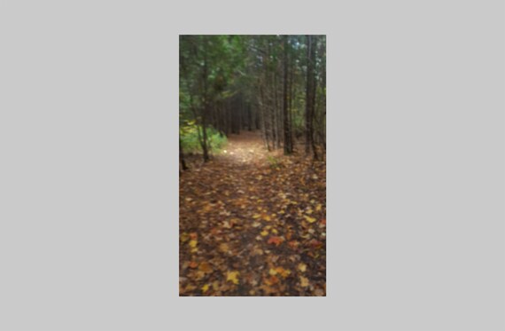 Blurred Fall Forest Path and Trees Photo Fallen Orange Yellow | Etsy