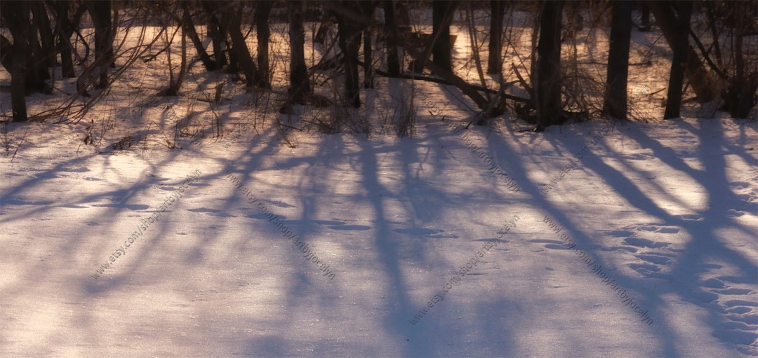 Winter Tree Shadows on Snow Digital Photo Download Glowing - Etsy