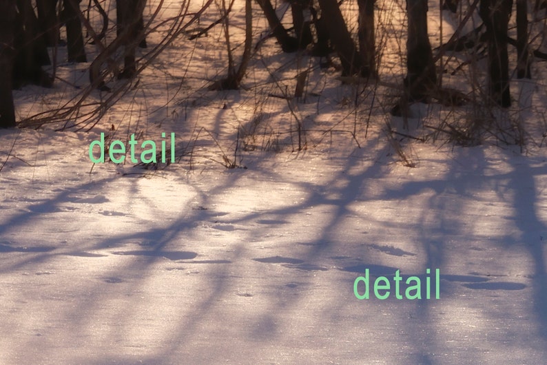 Winter Tree Shadows on Snow Digital Photo Download Glowing - Etsy