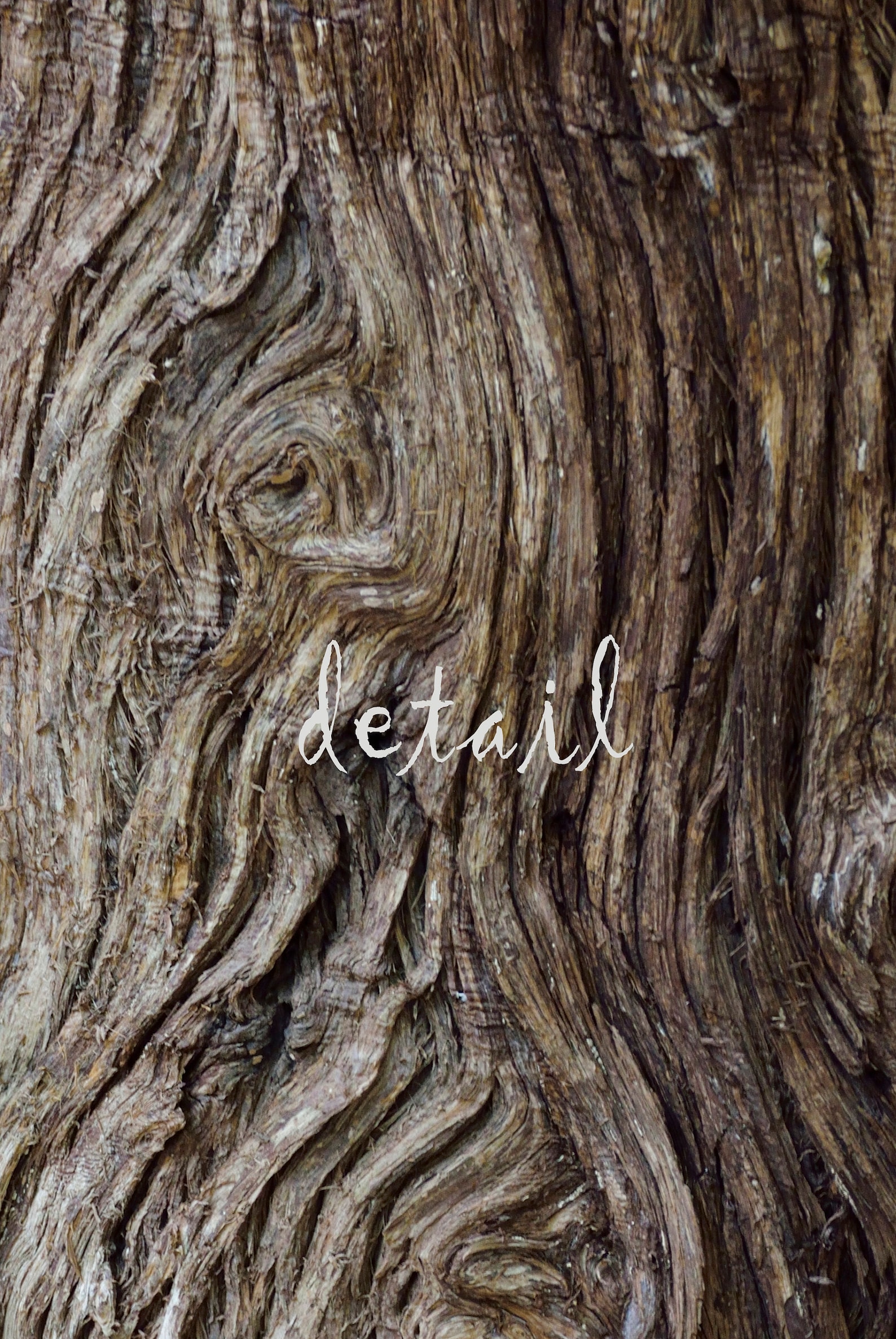 Gnarly Tree Bark Photo Download Knots Texture Digital Image | Etsy