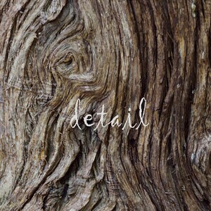 Gnarly Tree Bark Photo Download, Knots Texture Digital Image, Rustic ...