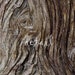 Gnarly Tree Bark Photo Download, Knots Texture Digital Image, Rustic ...