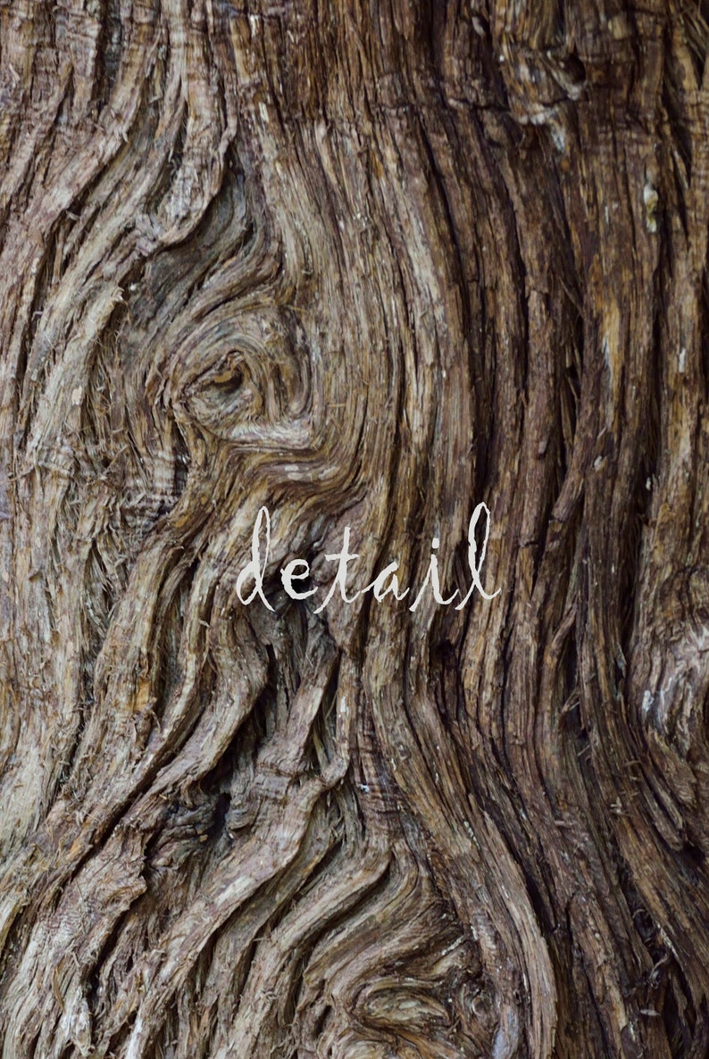 Gnarled Swirly Old Brown Tree Bark Wood Knots Texture Digital | Etsy