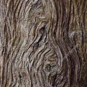 Gnarly Tree Bark Photo Download, Knots Texture Digital Image, Rustic ...