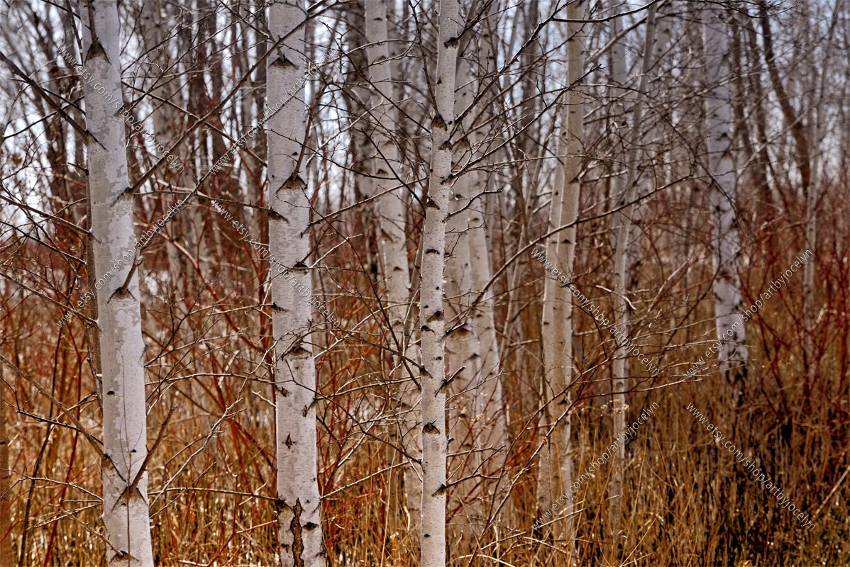 White Paper Birch Tree Forest Digital Photo Descargar abedul | Etsy