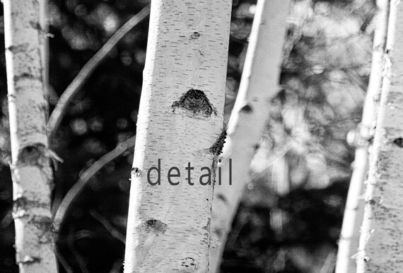 Black & White Art & Collectibles Photography Black and White Birch Tree ...