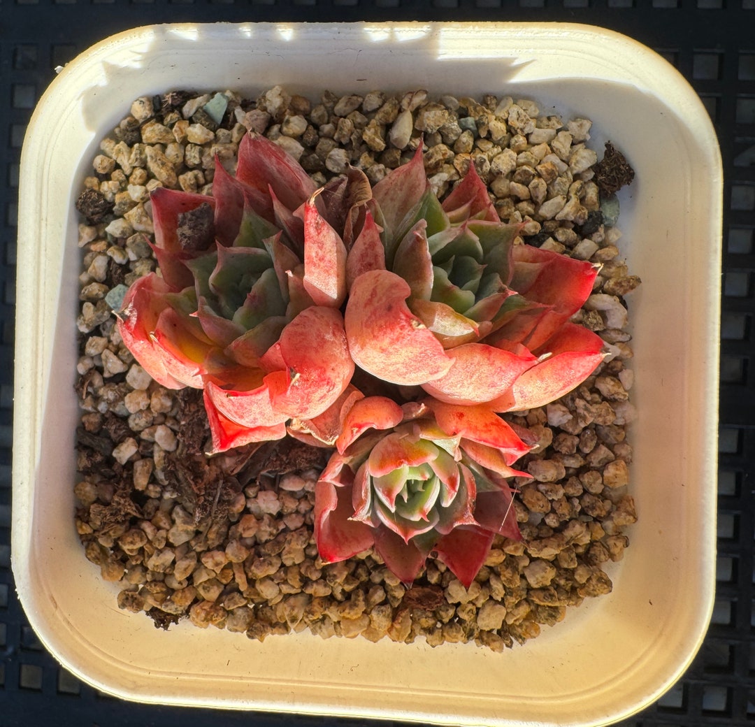 Echeveria Magenta Cluster - Etsy