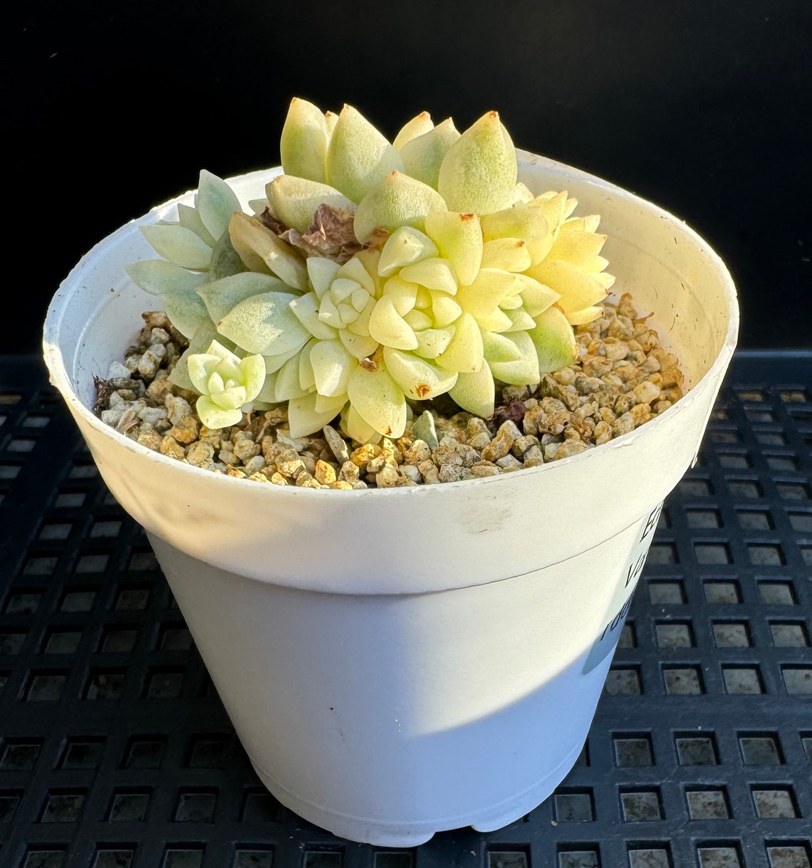 Echeveria Prolifica Variegated - Etsy