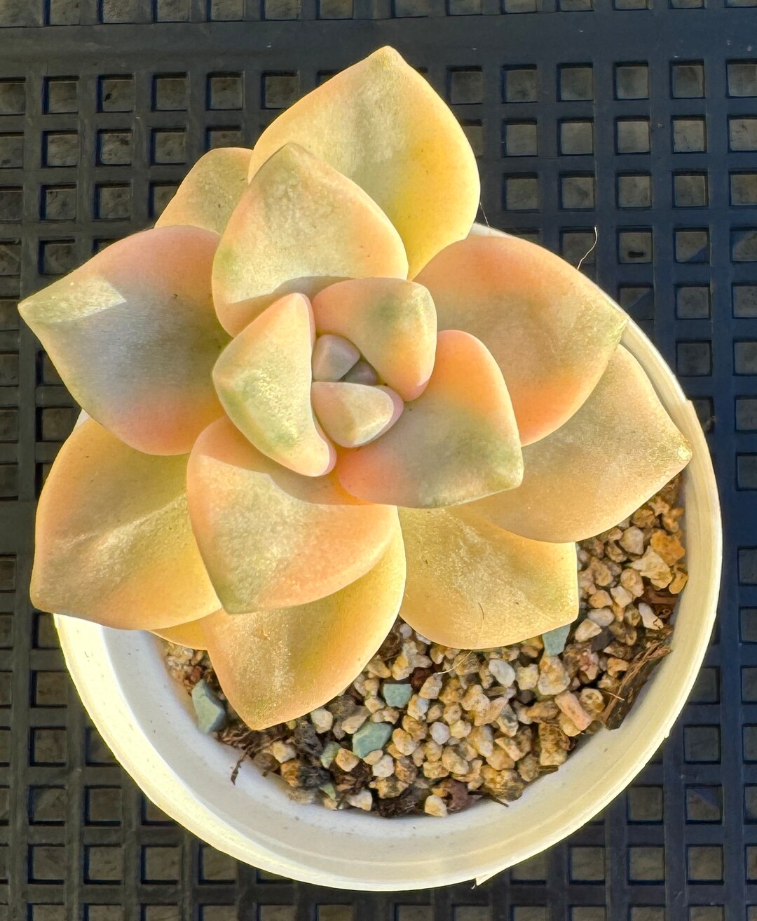 Graptopetalum Titubans Variegated - Etsy
