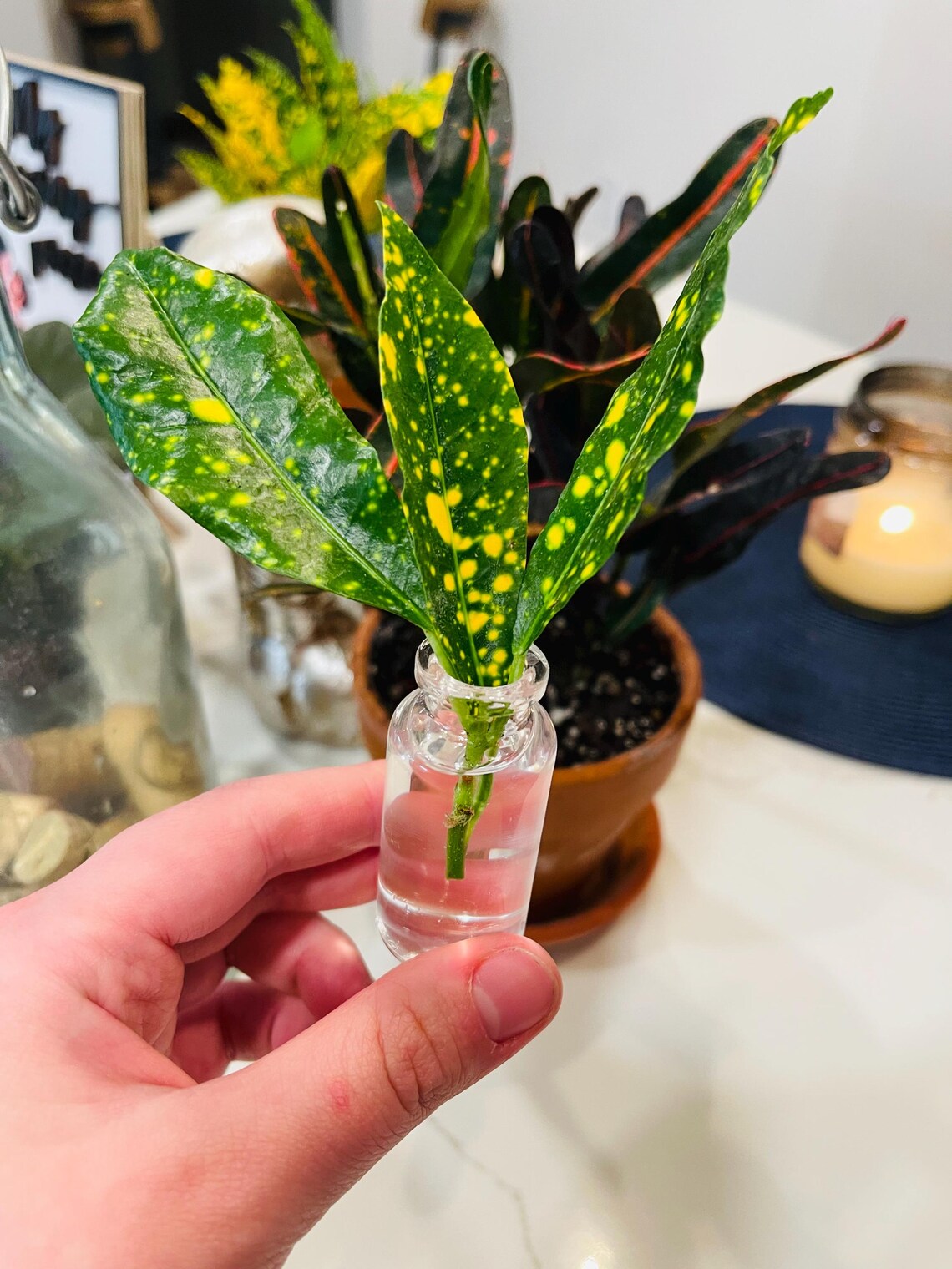 Upcycled Glass Jars for Propagation - Etsy