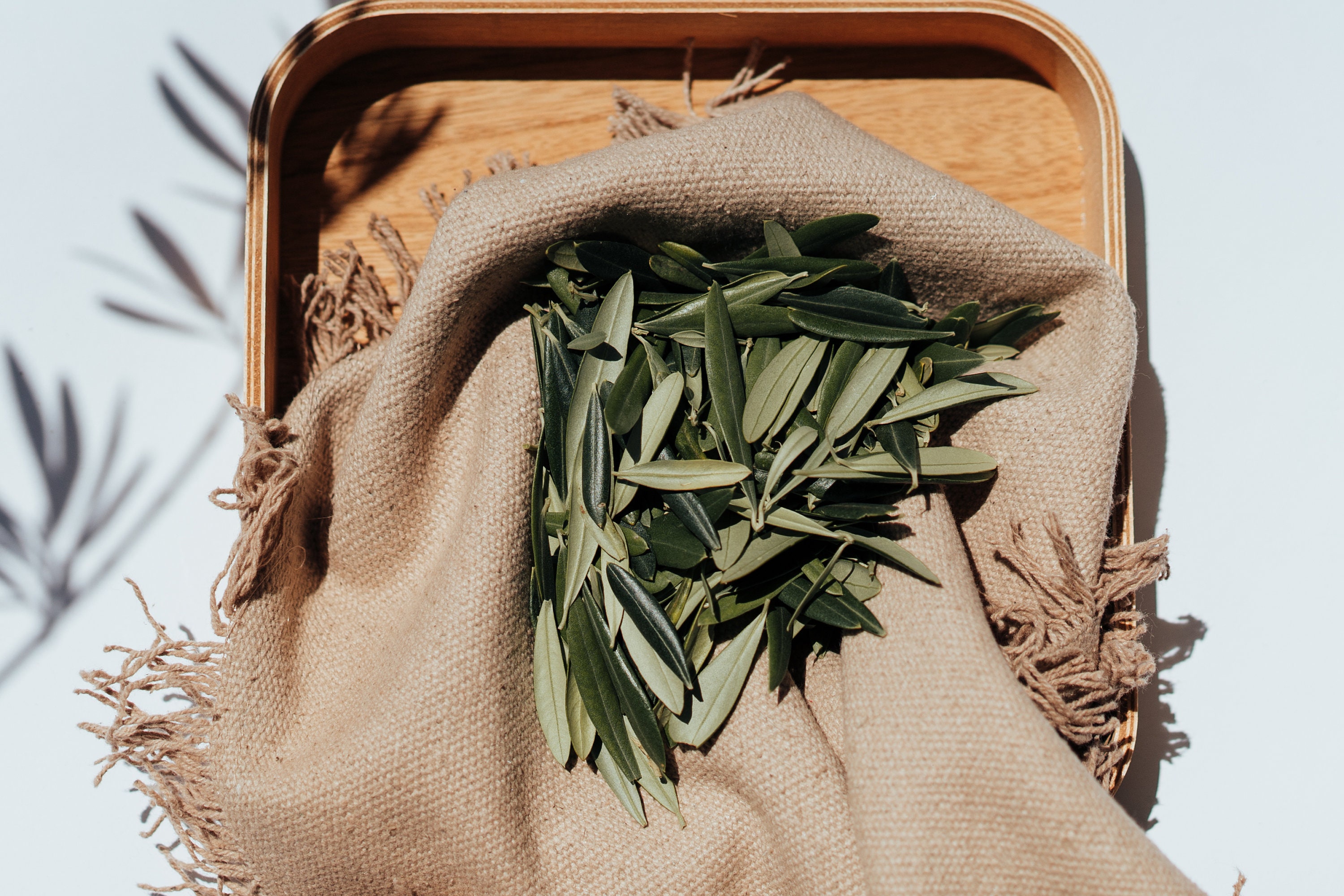 Olive Leaves | Fresh or Dried | Wedding Natural Olive Leaves | Olive ...