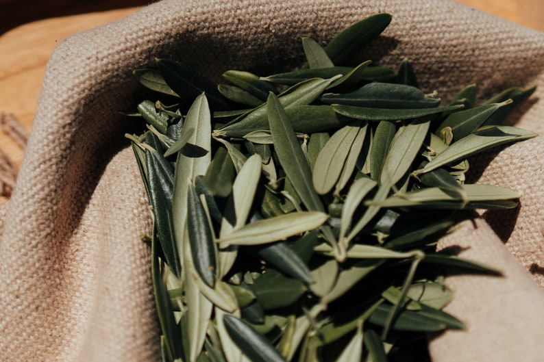 Olive Leaves | Fresh or Dried | Wedding Natural Olive Leaves | Olive ...