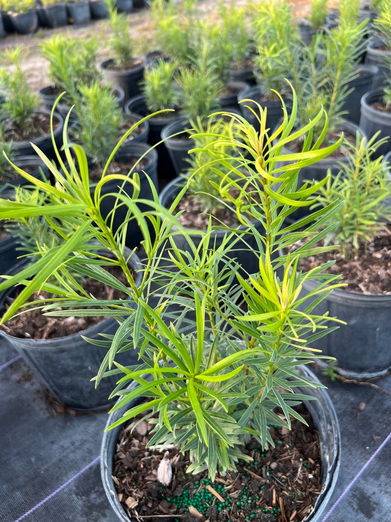 3 Gal Podocarpus Plants - Etsy