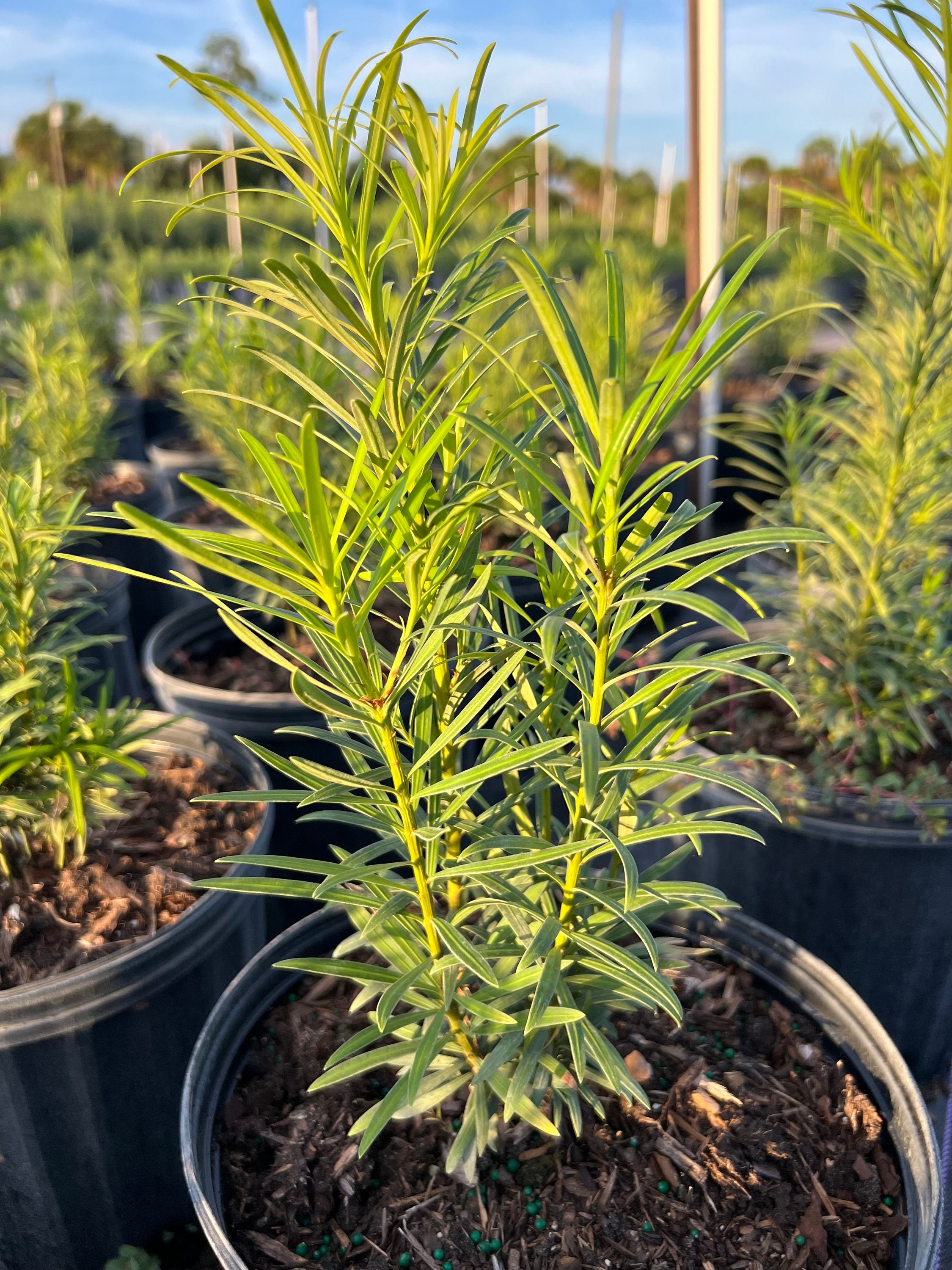 3 Gal Podocarpus Plants - Etsy