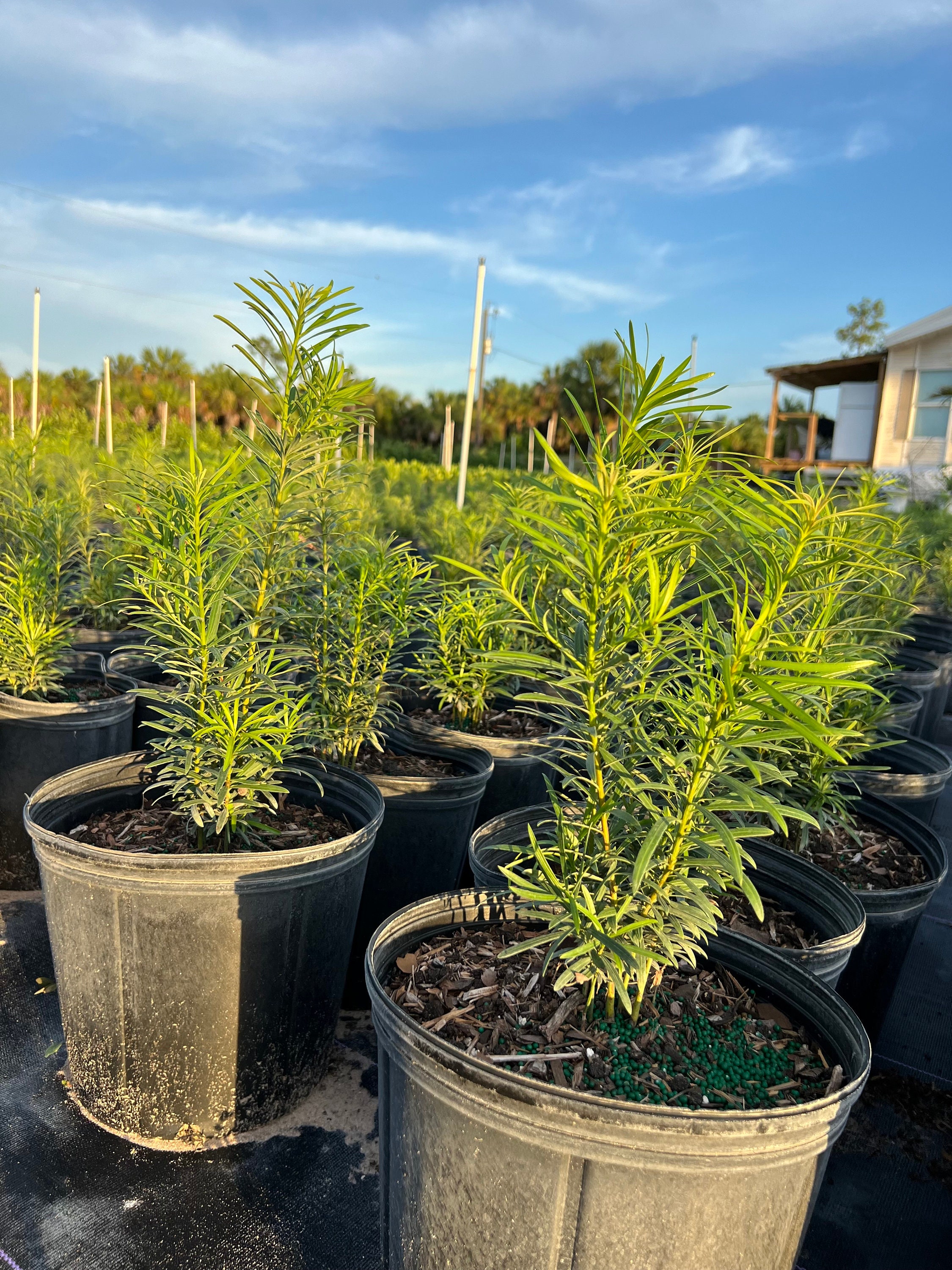3 Gal Podocarpus Plants - Etsy