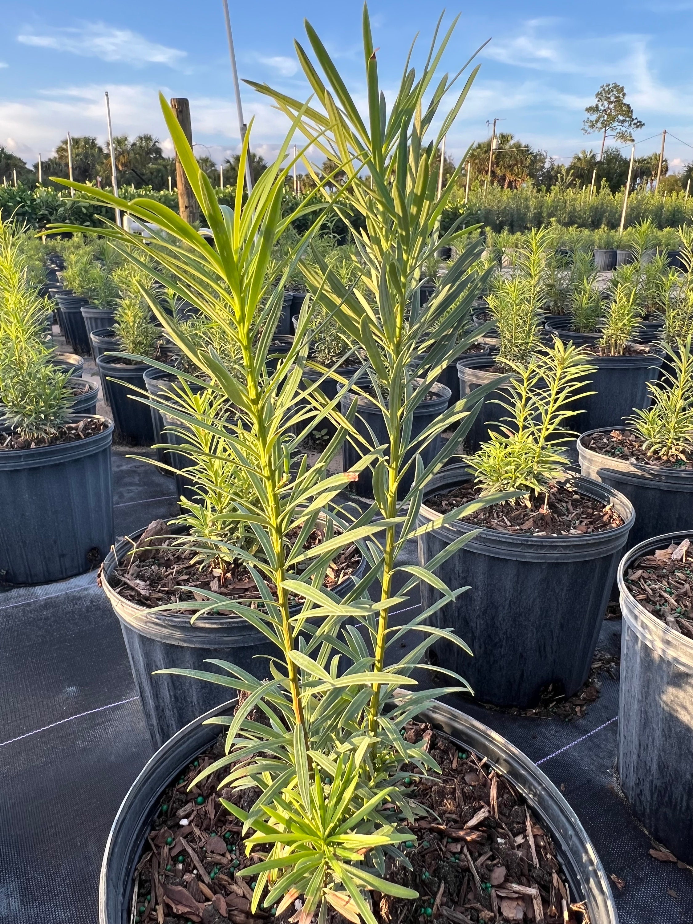 3 Gal Podocarpus Plants - Etsy