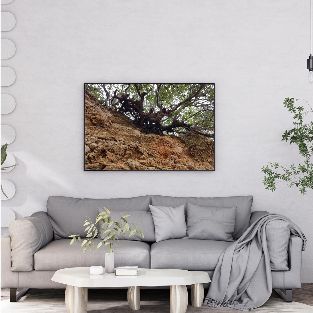 Nature Photography, Tree, Roots, Rocks, Nature, Survival, Geology, Tree ...