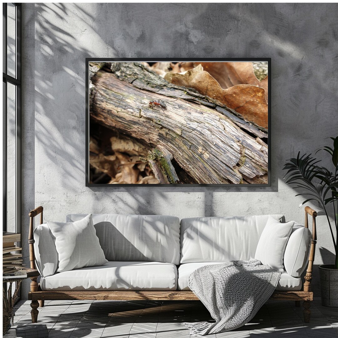 Nature Photography, High Resolution Image, Gift for Nature Lovers, Ant Adventure on Weathered ...