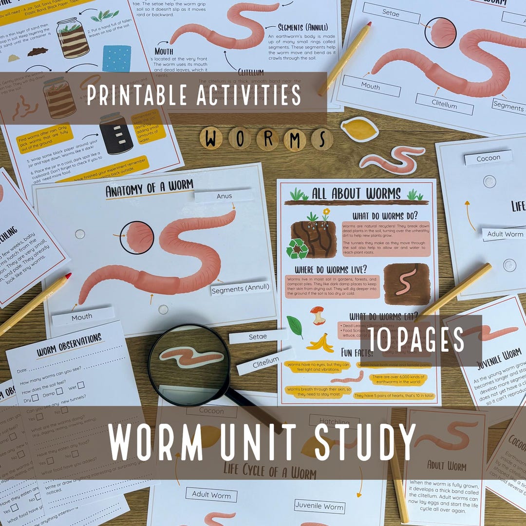 Worm Life Cycle Mini Study: Montessori Nature Activity (PDF ...