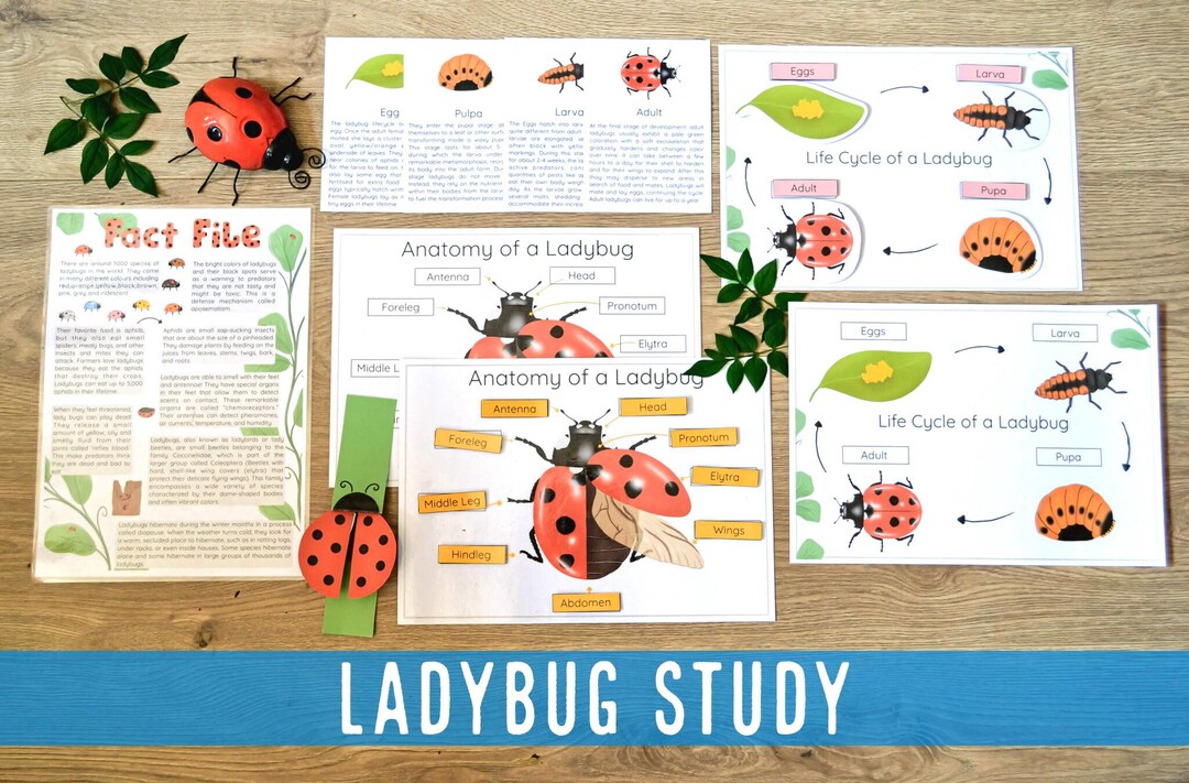 Ladybug Mini Study, Nature Unit Study, Homeschool Learning, Montessori ...