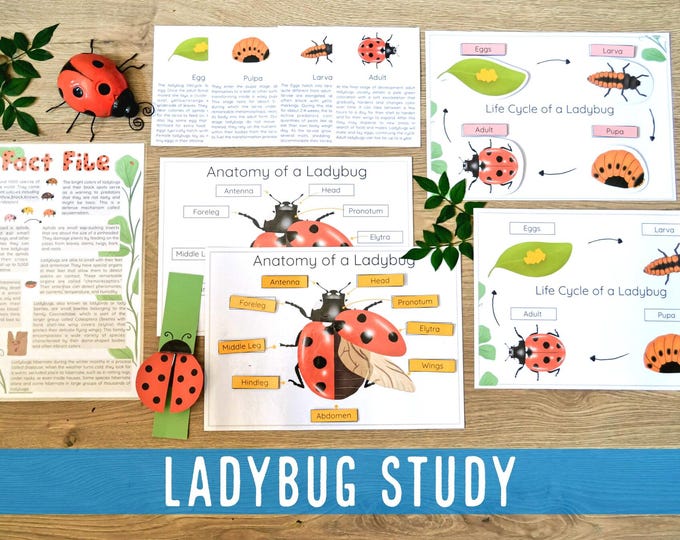 Kids Colouring Ladybug, Printable Coloring, Lady Bugunit Study, Waldorf ...