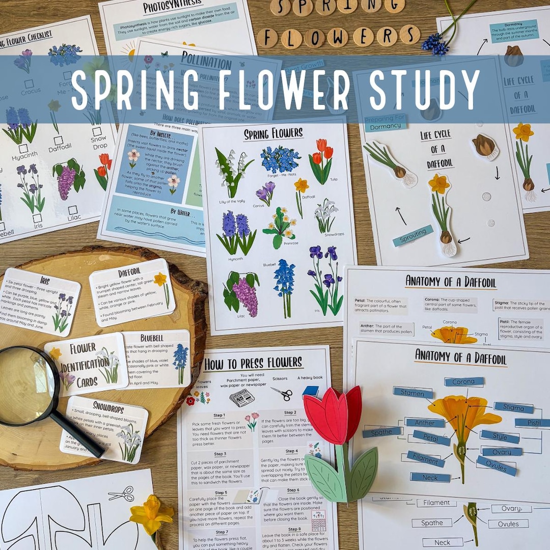 Spring Flower Unit Study: Daffodil Life Cycle, Homeschool Activity ...
