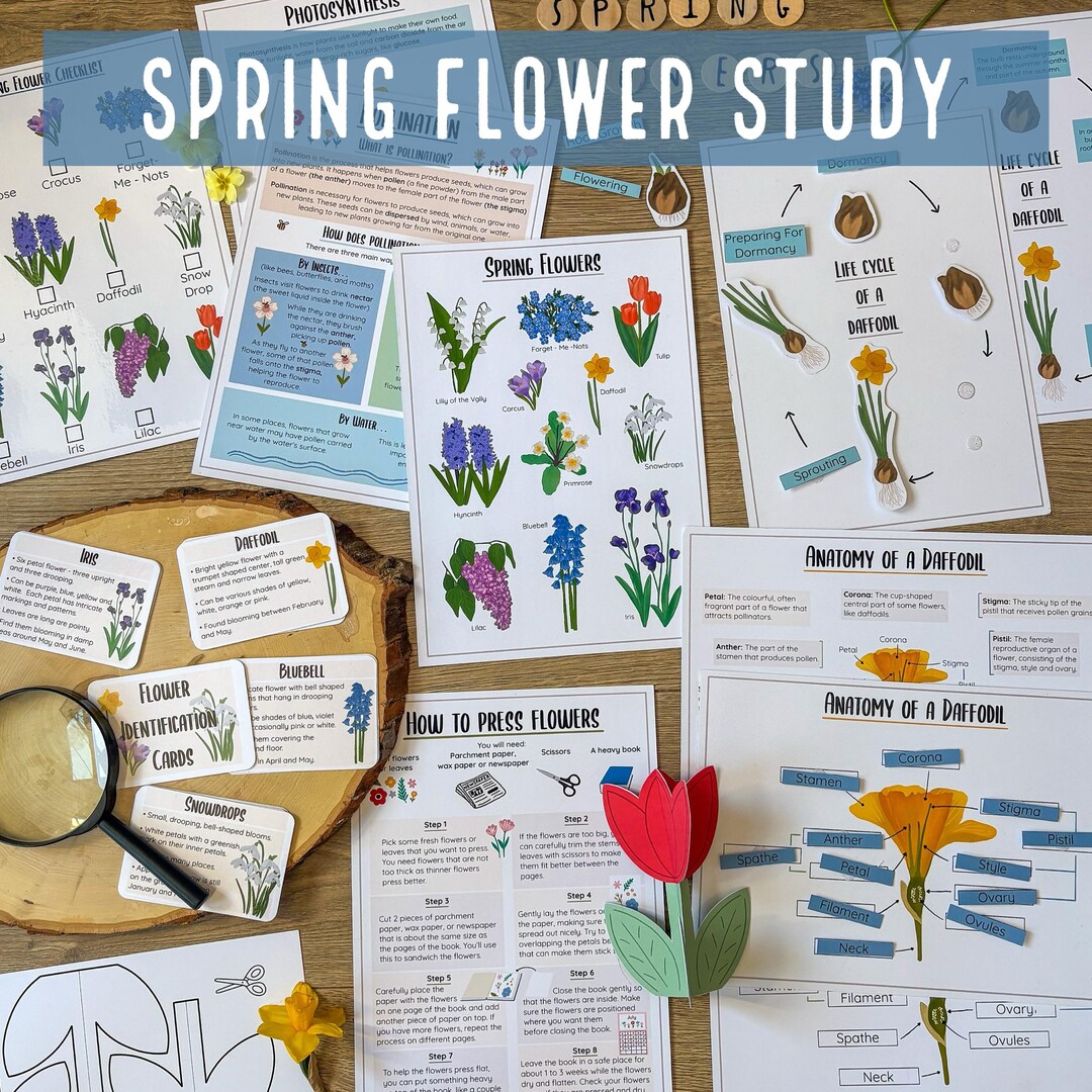 Spring Flowers Unit Study, Daffodil Study, Digital, Flower Life Cycle ...