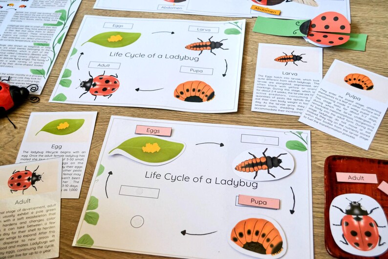 Ladybug Life Cycle Mini Study: Homeschool Nature Activity (PDF) - Etsy