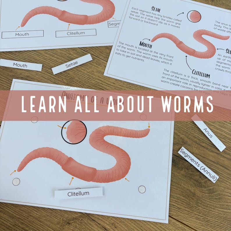 Worm Life Cycle Mini Study: Montessori Nature Activity (PDF ...