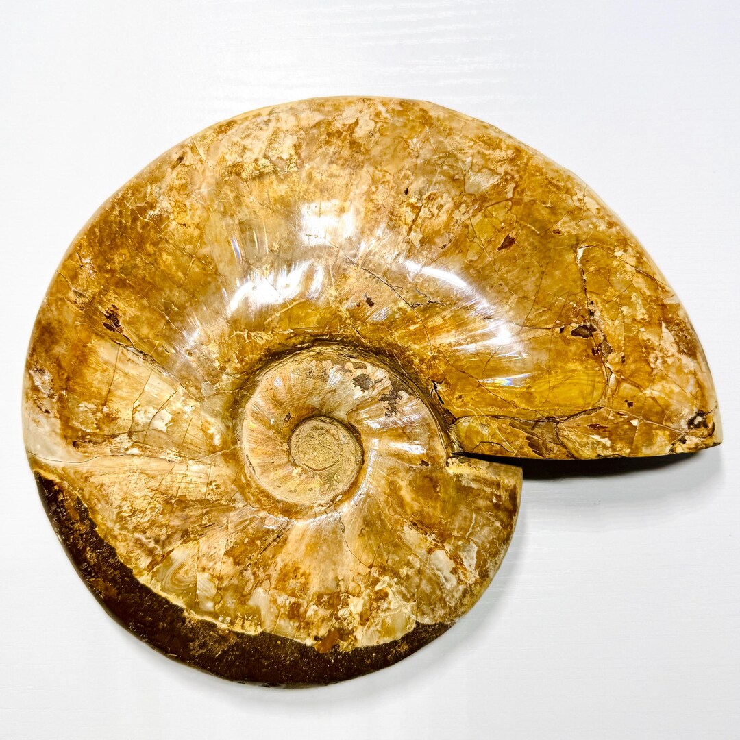 Large Polished Fossil Ammonite From Madagascar With Light Red ...