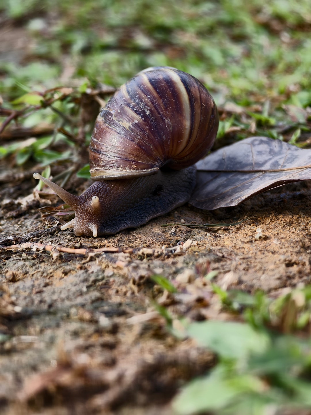 Snail Upclose Photo 3 Images Photo - Etsy