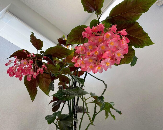 Angel Wing Begonia (begonia Lucerna) Rooted Cutting – Elegant Polka Dot ...