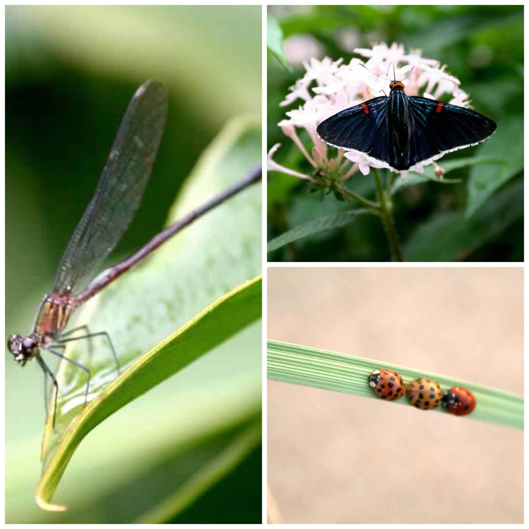 Flying Insect Close up Photo Series (3 Images) - Etsy