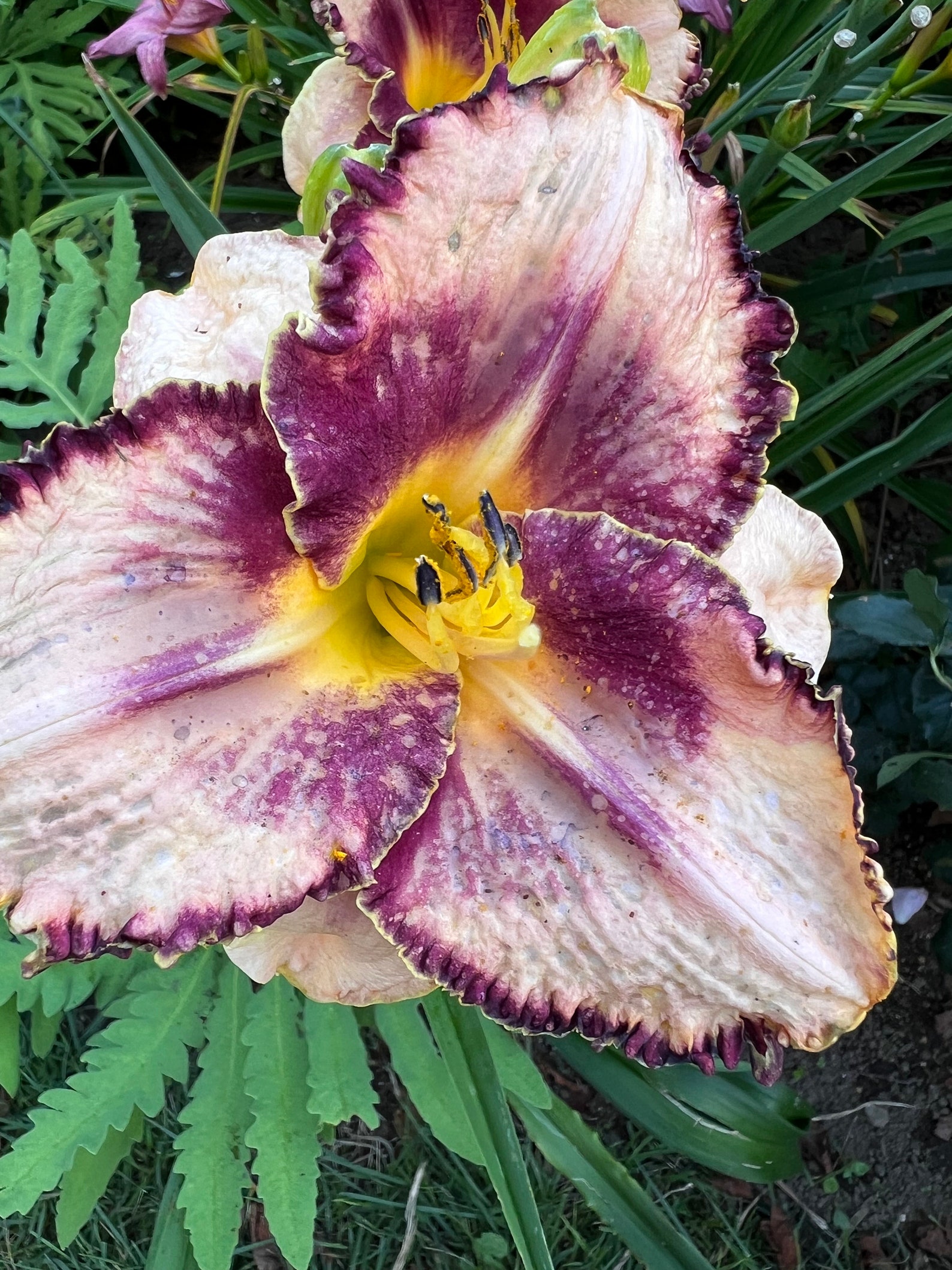 Daylily Live Plant 1 Fan - Etsy