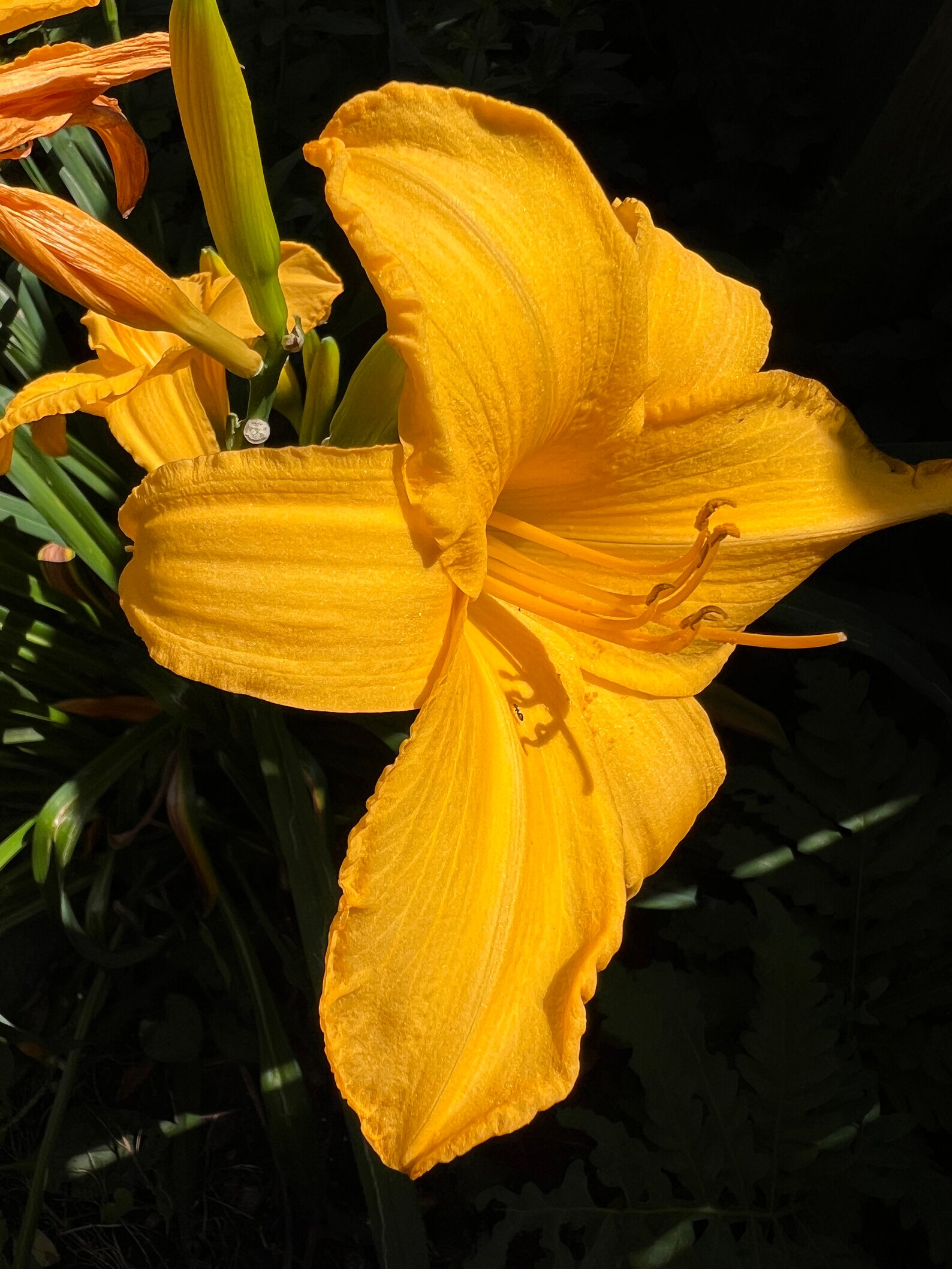 Fragrant Daylily Live Plant 1 Fan - Etsy