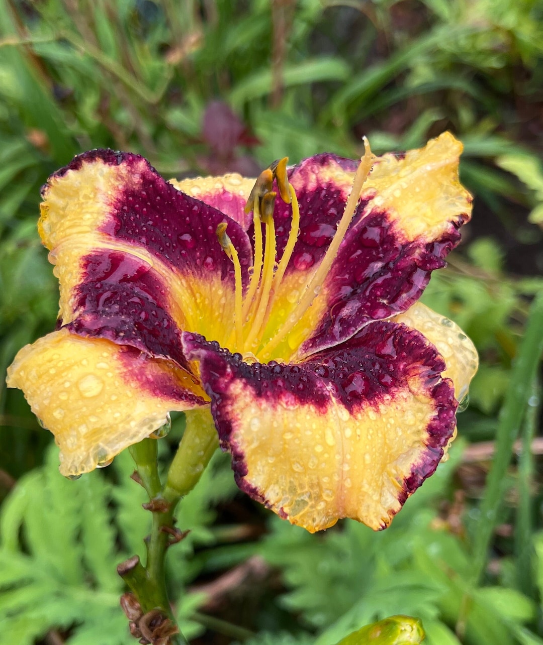 Daylily Live Plant 1 Fan - Etsy