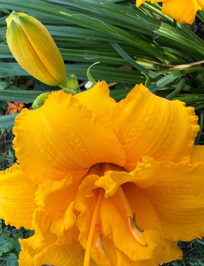 Double Daylily Live Plant 1 Fan - Etsy