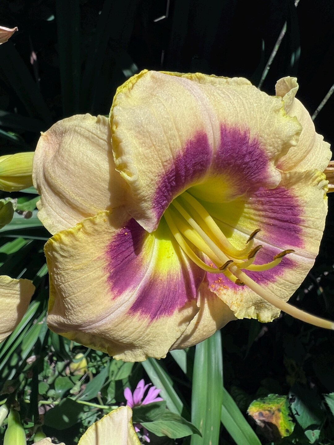Daylily Live Plant 1 Fan - Etsy
