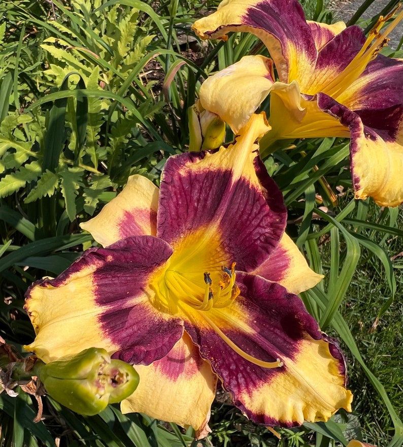 Daylily Live Plant 1 Fan - Etsy